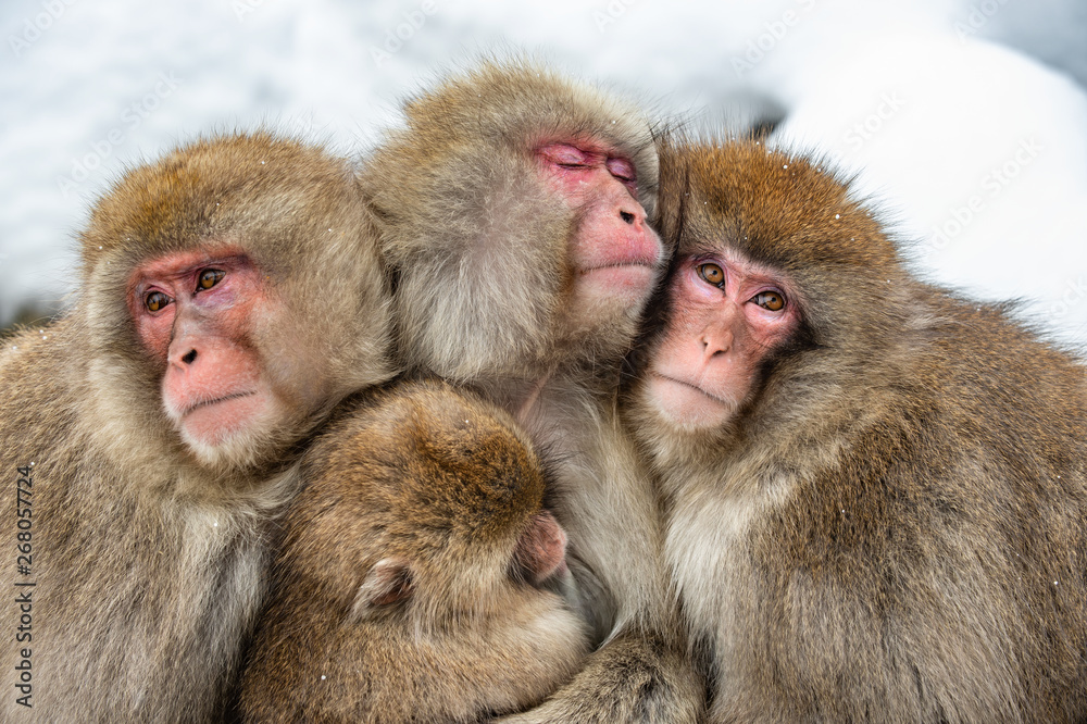 Japanese macaques. Close up group portrait. The Japanese macaque ...