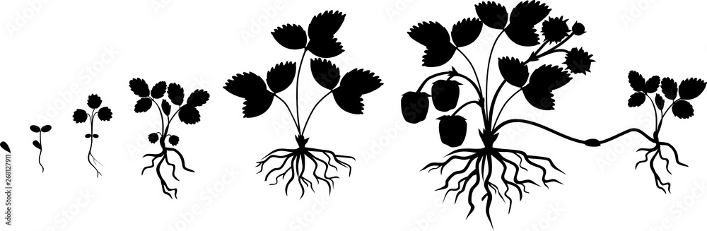Life cycle of strawberry isolated on white background. Plant growth ...