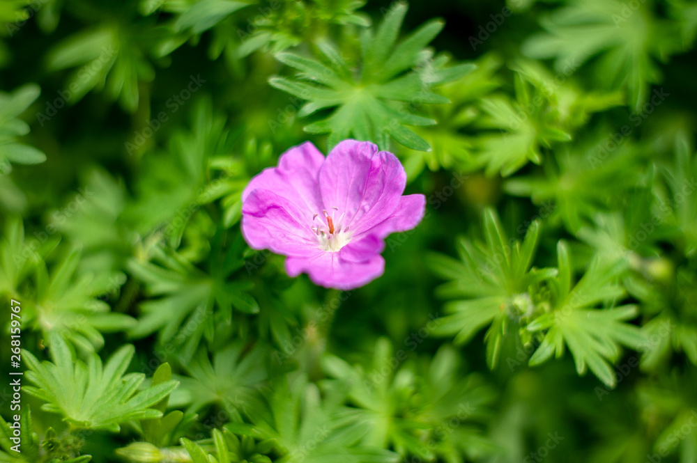 Geranium blood red Geranium sanguineum 'Nanum'.plants from botanical ...