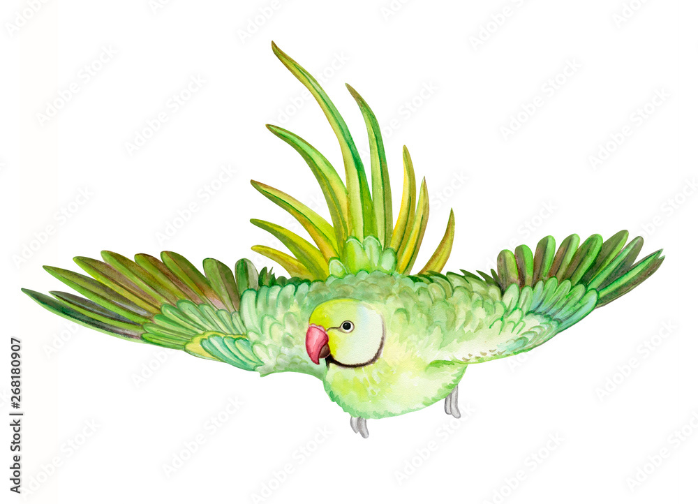 Rose-ringed parakeet. ring-necked parakeet. Green parrot isolated on ...
