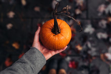 Pumpkin Free Stock Photo - Public Domain Pictures