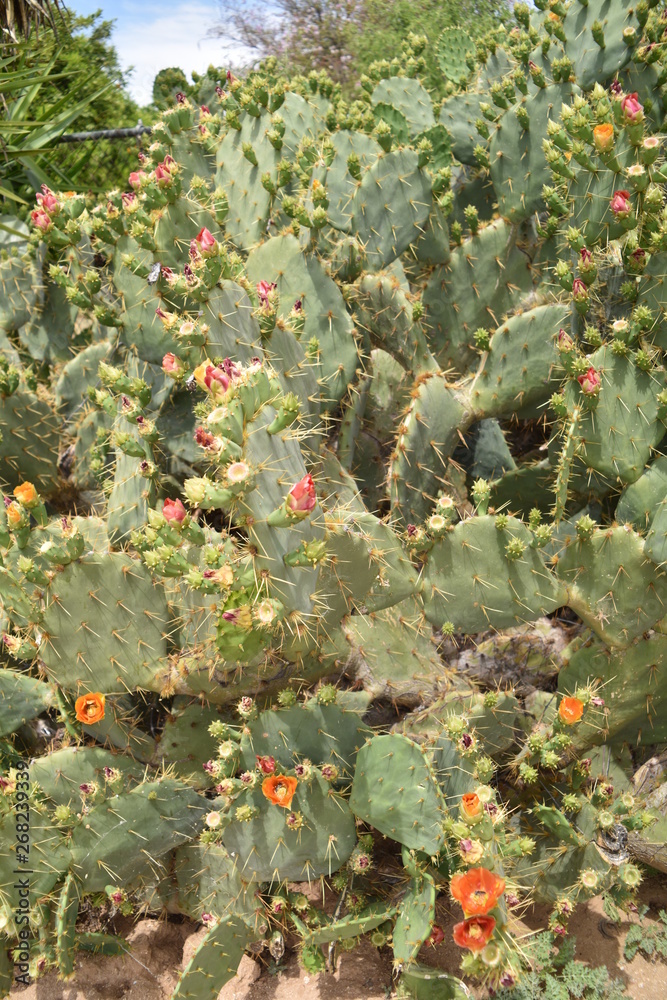 Arizona's prickly pear cactus. Also known as opuntia. Beautiful ...