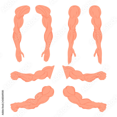 Set of a bodybuilder hands. Male muscular anatomy. Vector illustration ...