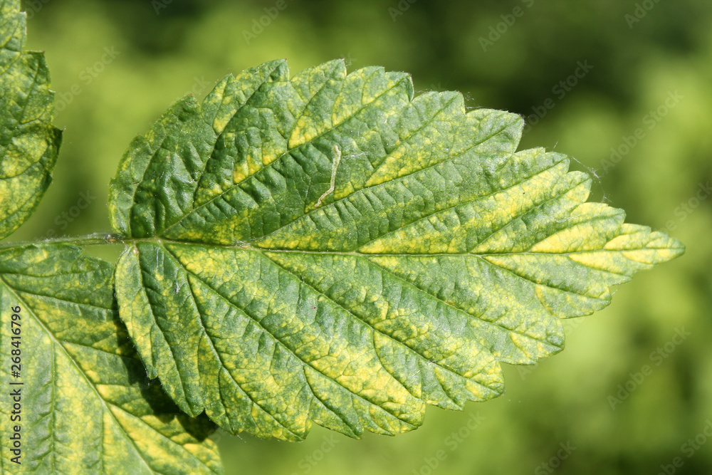 Chlorotic symptoms of Raspberry bushy dwarf virus (RBDV). Yellows ...