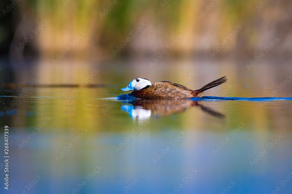 Swimming Duck. Colorful nature lake background. Duck: White headed Duck ...