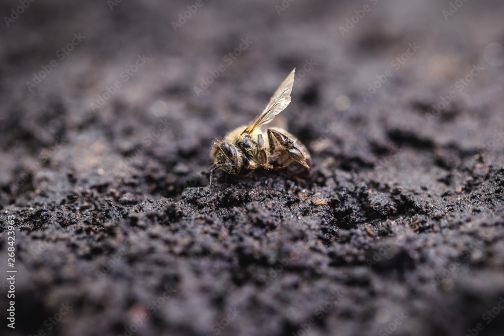 Macro image of a dead bee on a leaf of a declining beehive, plagued by ...