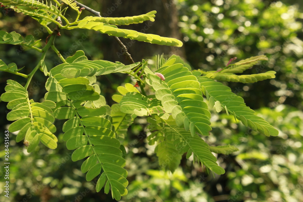 Tamarind (Tamarindus indica) leaves close up, it is a leguminous tree ...