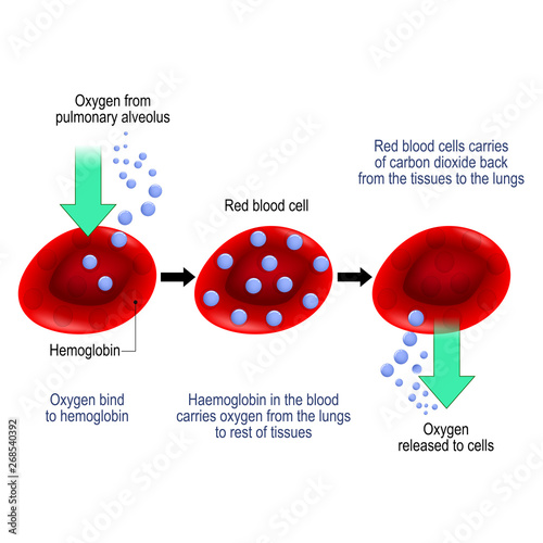 Oxygen Transport Cycle - Buy this stock vector and explore similar ...