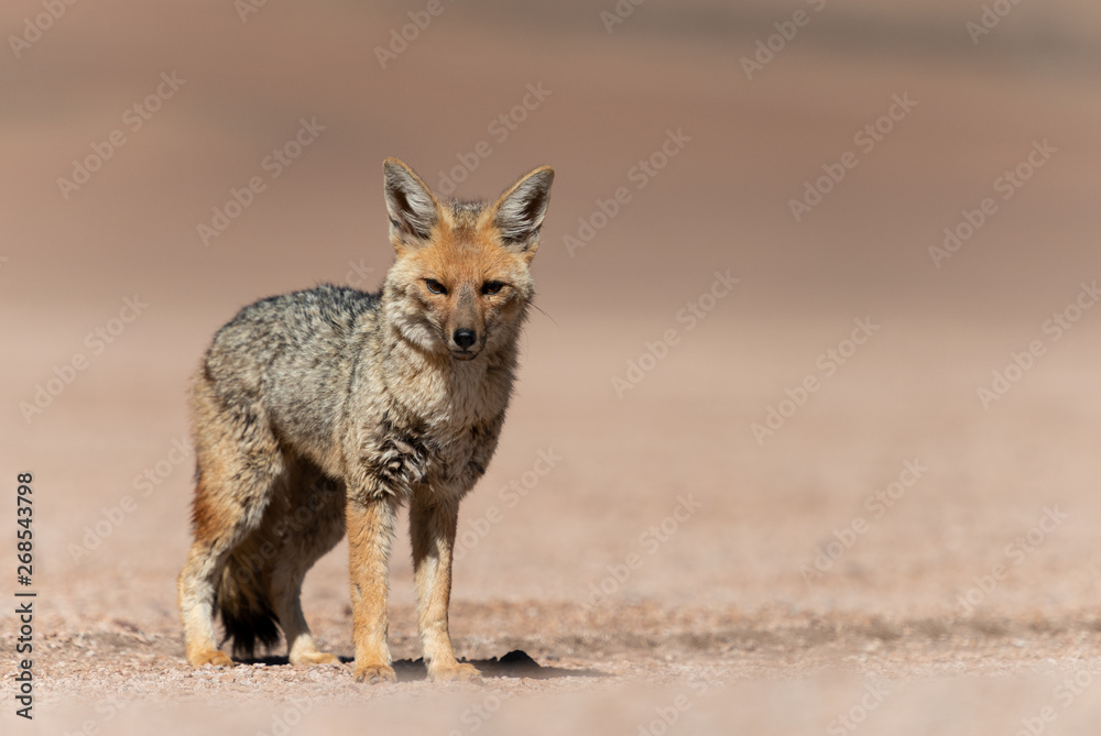 Portrait of culpeo (Lycalopex culpaeus) or Andean fox, at the Siloli ...