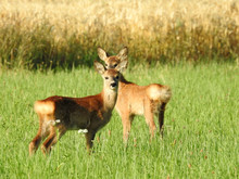 Two Young Buck Deer Playing In Fall Free Stock Photo - Public Domain ...
