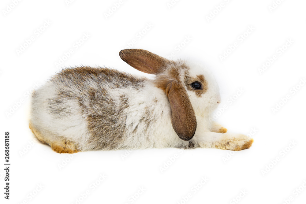 light brown rabbit ears