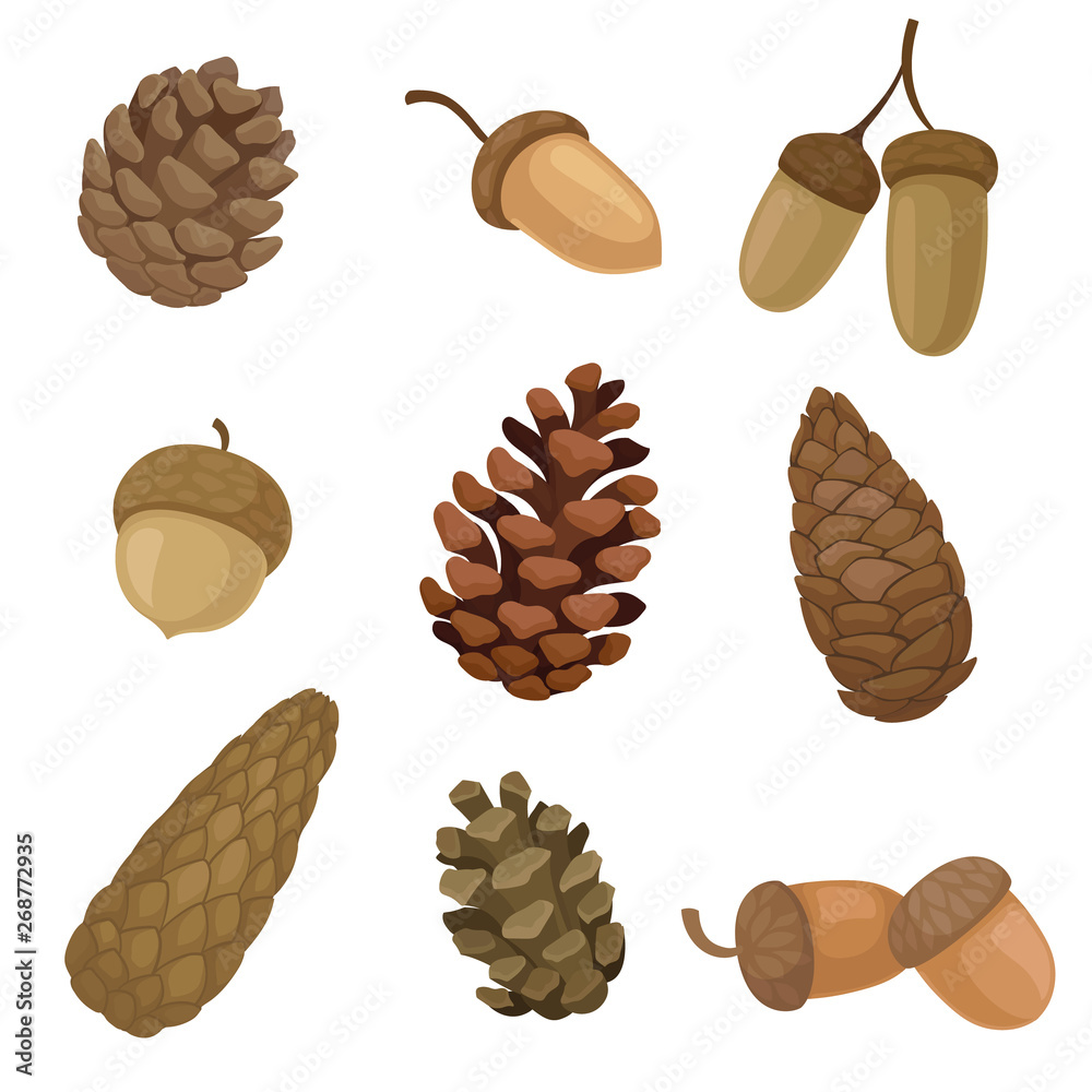 Collection of different images of acorns and cones. Vector illustration ...