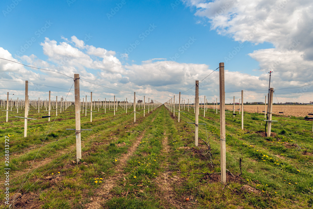 Concrete poles in a still empty Dutch orchard. The old apple trees have ...