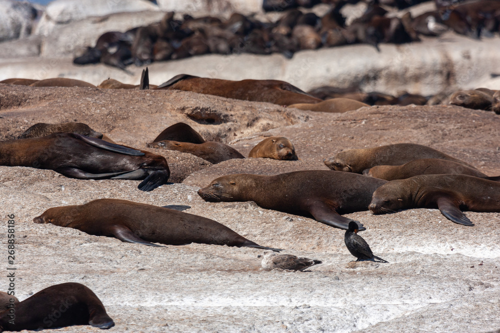 seal island colony of the seal national parks and nature reserves of ...