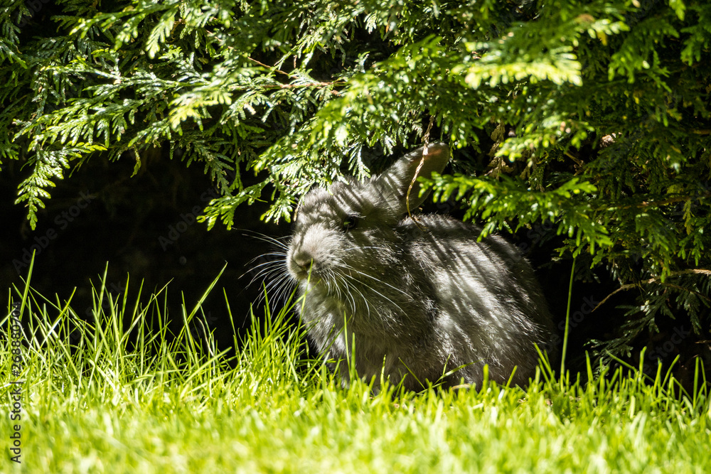 Photo Stock cute grey rabbit hiding under the green bushes in the park ...