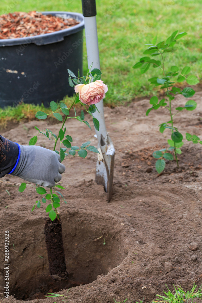 Gardener plants a rose bush in a dug hole Stock Photo | Adobe Stock