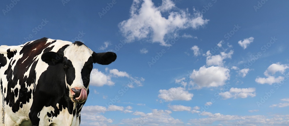 Close-up of shoulders head and face of Holstein cow looking at camera ...