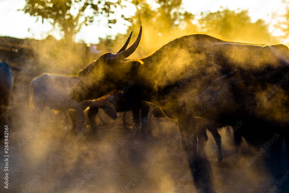 Blurred wallpaper (buffalo flocks) that live together, many of which ...