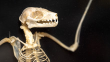 Bat Skeleton Free Stock Photo - Public Domain Pictures