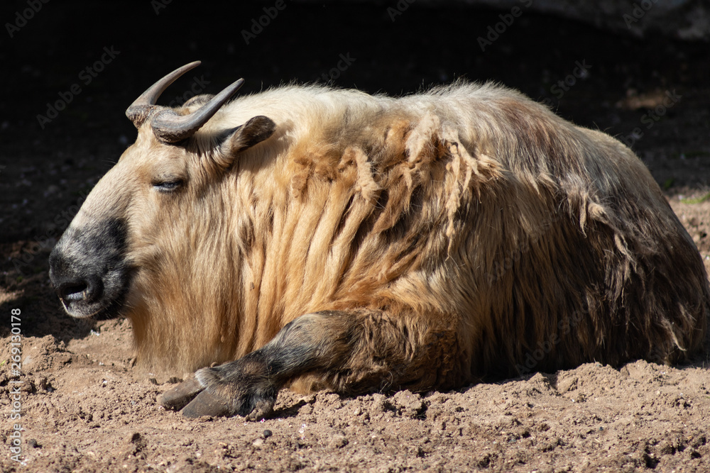 Sichuantakin or Tibetan takin is a goat-antelope. Subspecies of takin ...