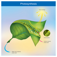 Photosynthesis Free Stock Photo - Public Domain Pictures