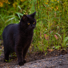 Cat Gold Eyes Cute Free Stock Photo - Public Domain Pictures