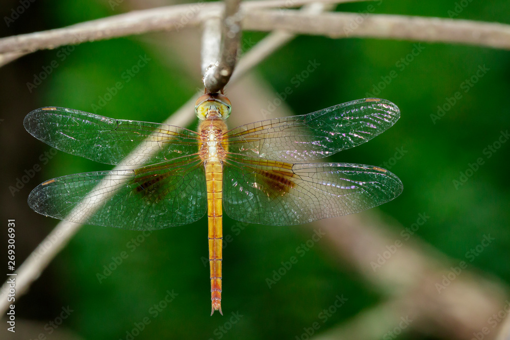 Image of dragonfly neurothemis intermedia atalanta(female) on nature ...