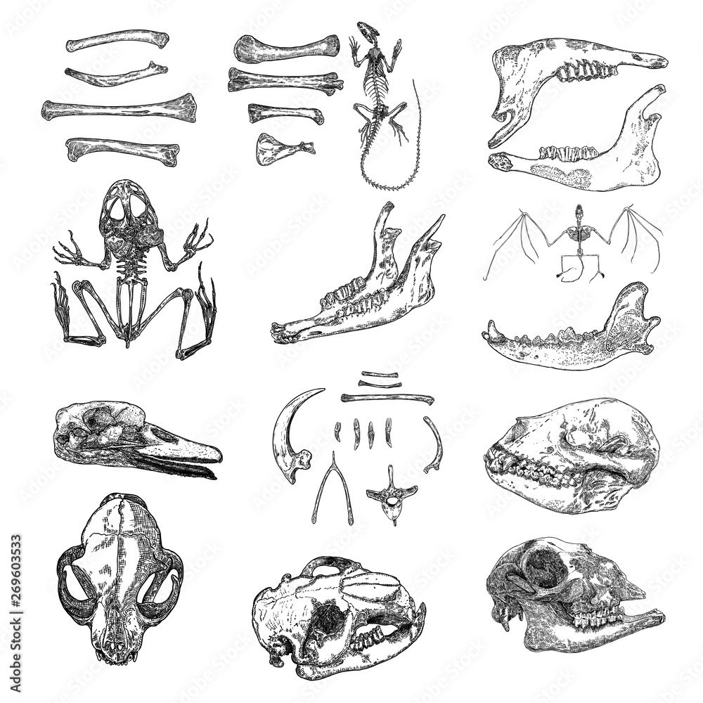 Magic animal bones design elements set. Hand drawn sketch for magician ...