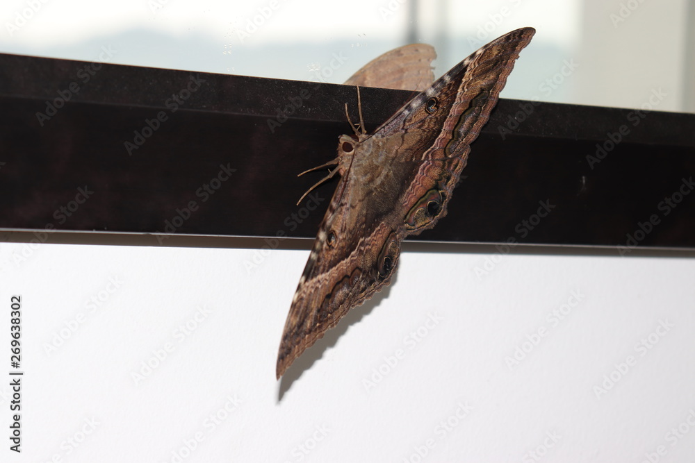 Foto de Stock Mariposa gigante cafe con ojos y garras en las alas ...