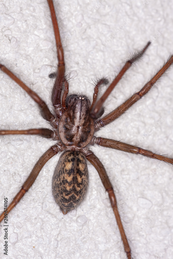 Große Winkelspinne (Tegenaria) Stock Photo | Adobe Stock