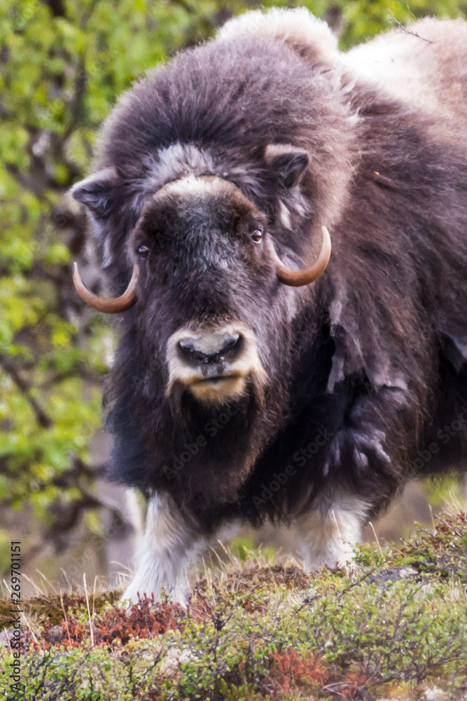 portrait of a musk ox (Ovibos moschatus) in nature Norway Stock Photo ...