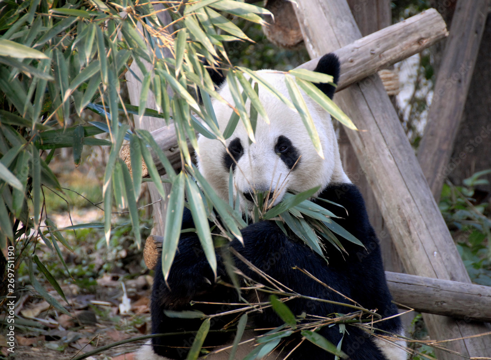 Photo Stock Giant Panda at Chengdu Panda Reserve (Chengdu Research Base ...