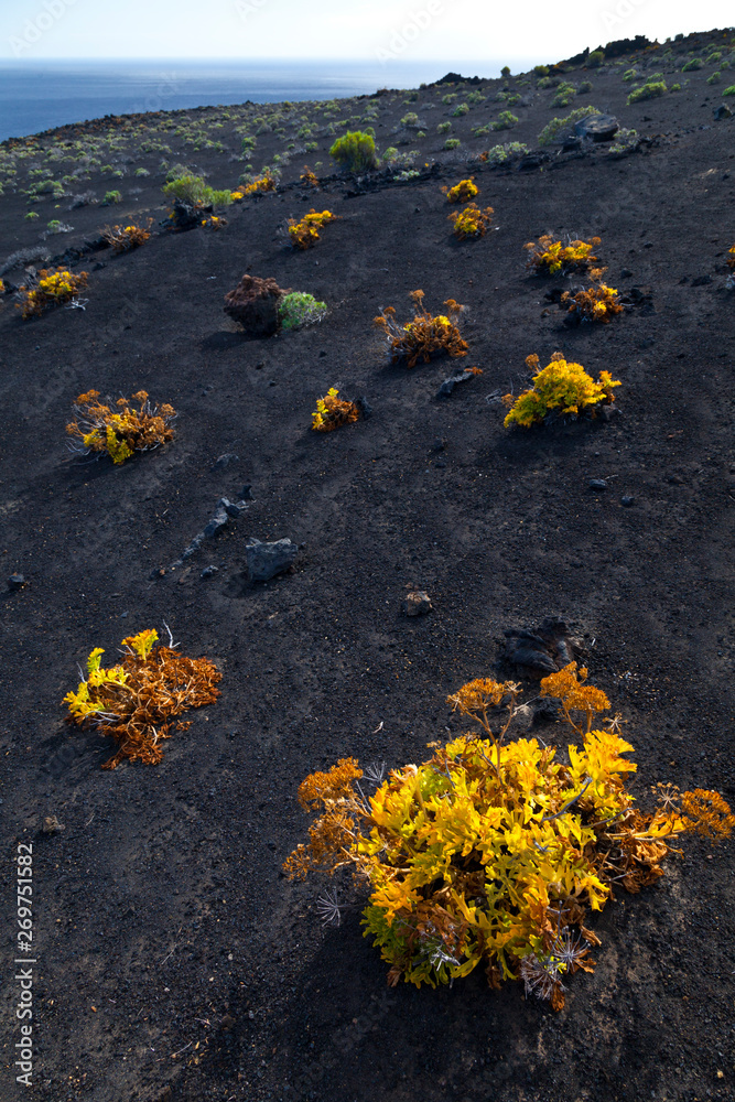 Vegetación en lavas volcánicas. Pueblo Las Caletas. Isla La Palma ...