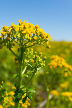 Prairie Ragwort Wildflower Close-up Free Stock Photo - Public Domain ...