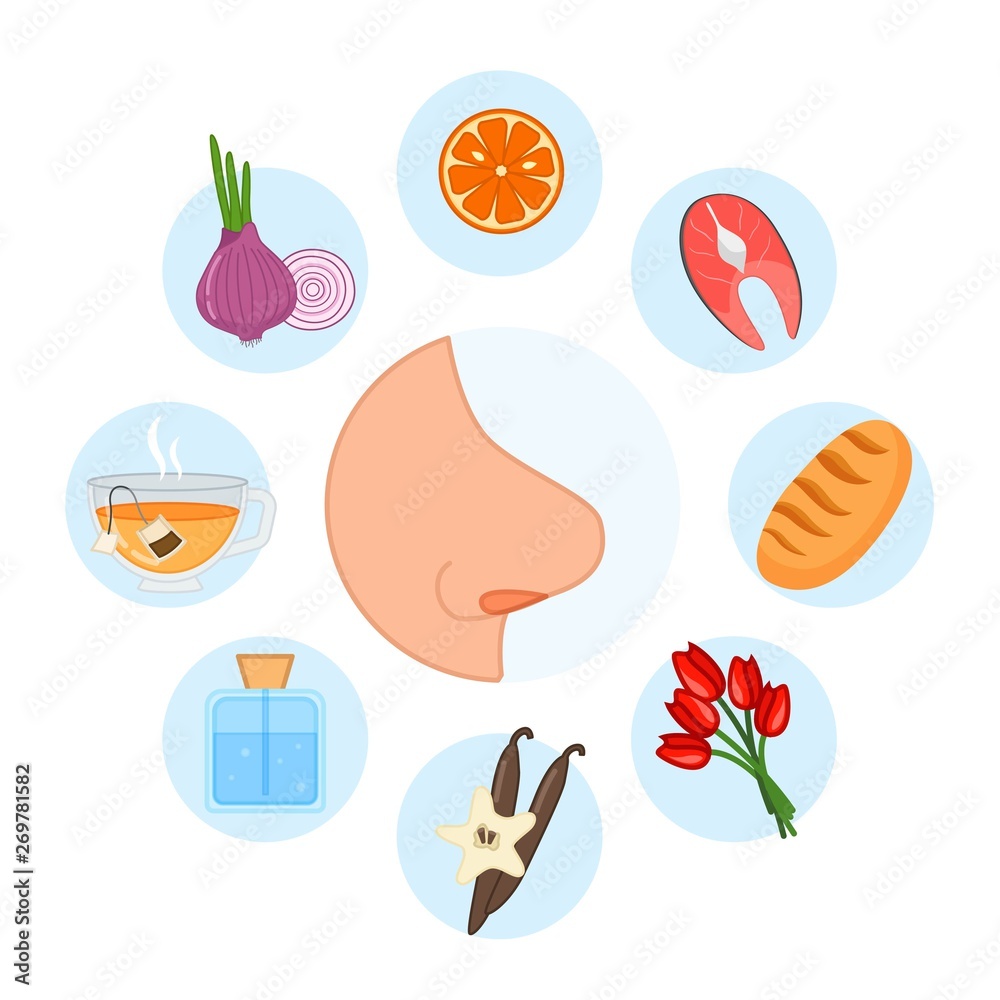 5 sense organs. Smell. Vector illustration. Stock Vector | Adobe Stock