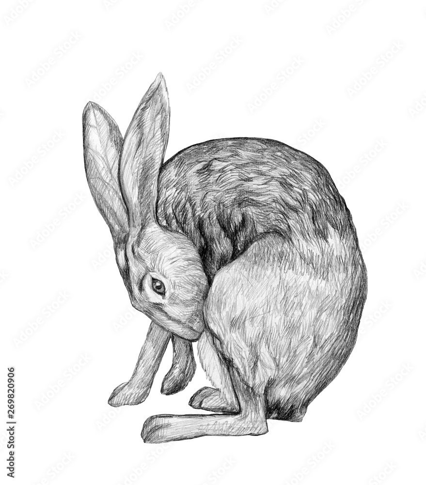 Graphic hand-drawing in pencil. Sketch of a hare isolated on white ...