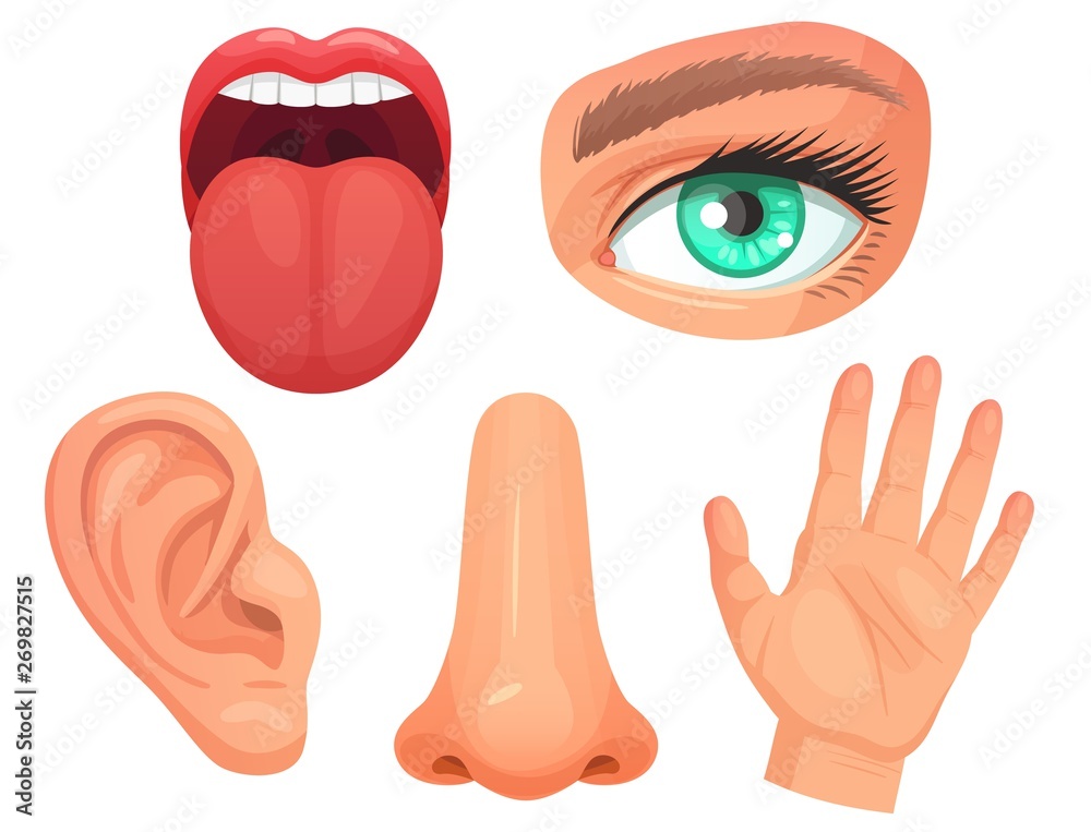 Cartoon sensory organs. Senses organs, eyes vision, nose smell, tongue ...