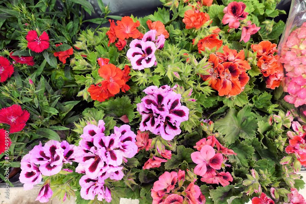 macro closeup of hot pink purple white flowers of Pelargonium ...
