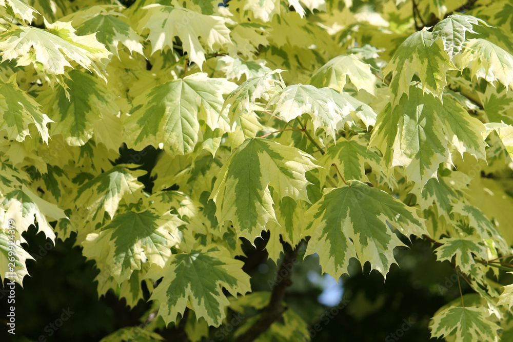 Foliage of Norway maple (Acer Platanoides) Variegata. Cultivar ...