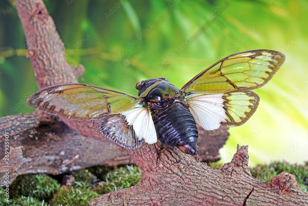 Foto de Stock Cicadas : Odd green glasswing Alien head cicada ...