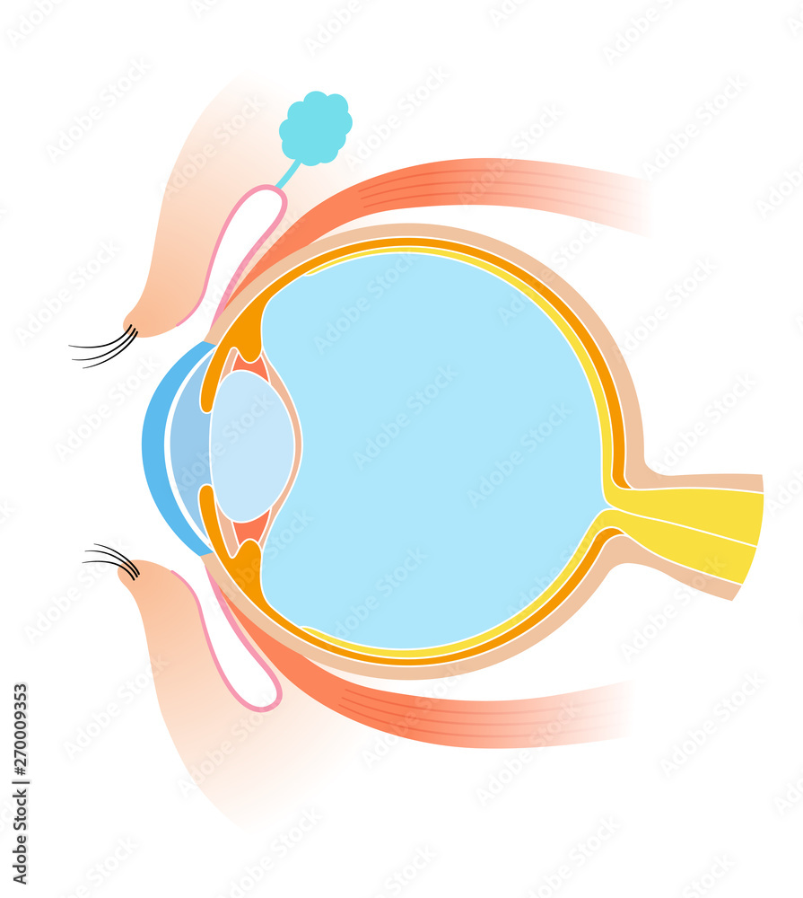 Eye Cross section Anatomy material Stock Vector | Adobe Stock