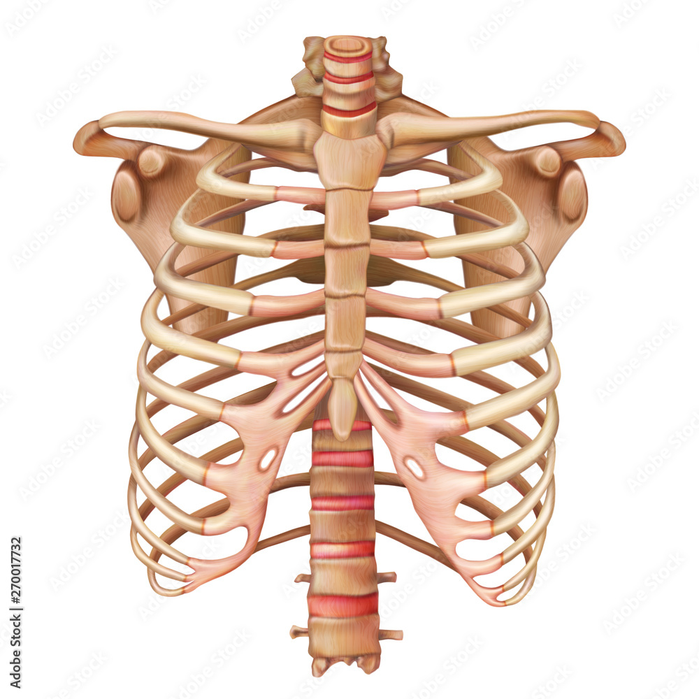 Rib cage bones. Human skeletal system. Anatomy. Vector illustration ...
