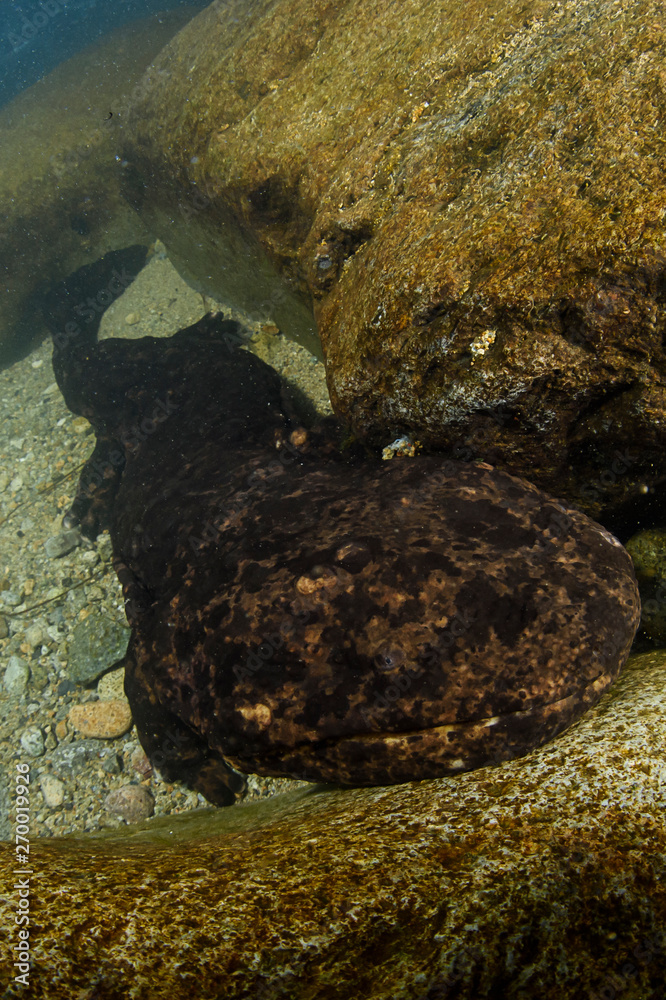 Japanese Giant Salamander Posing Underwater in a River of Gifu, Japan ...