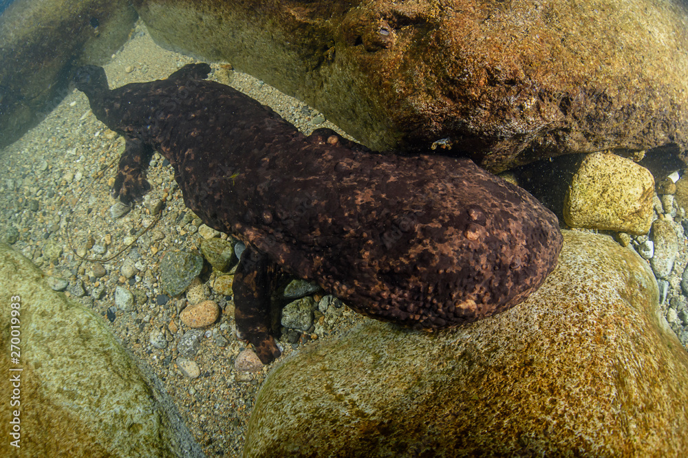 Foto de Stock Japanese Giant Salamander Posing Underwater in a River of ...