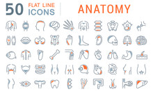 Anatomy Doodles Free Stock Photo - Public Domain Pictures