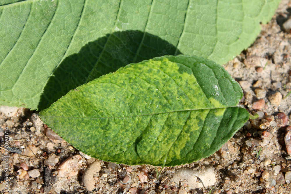 Virus-triggered symptoms of chlorotic mottling and mosaic on green leaf ...