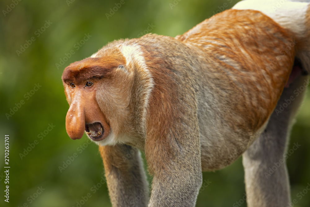 Proboscis monkey (Nasalis larvatus) or long-nosed monkey, known as the bekantan in Indonesia, is ...