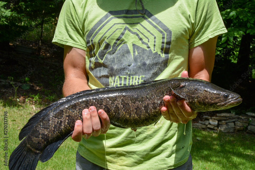 Northern Snakehead caught in Virginia Stock Photo | Adobe Stock