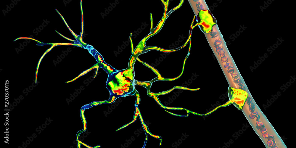 Stock-Illustration „Astrocyte and blood vessel, 3D illustration ...