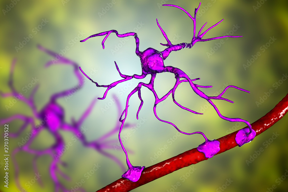 Astrocyte and blood vessel, 3D illustration. Astrocytes, brain glial ...